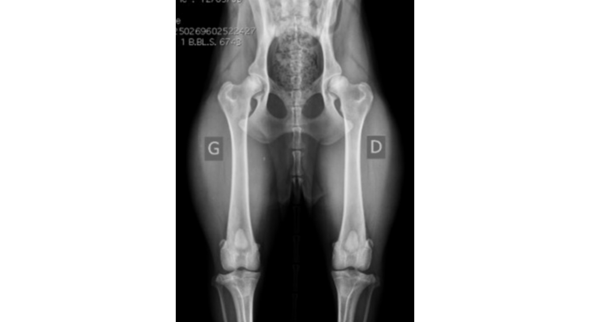 Dysplasie coxo-fémorale - Club français du Griffon Korthals